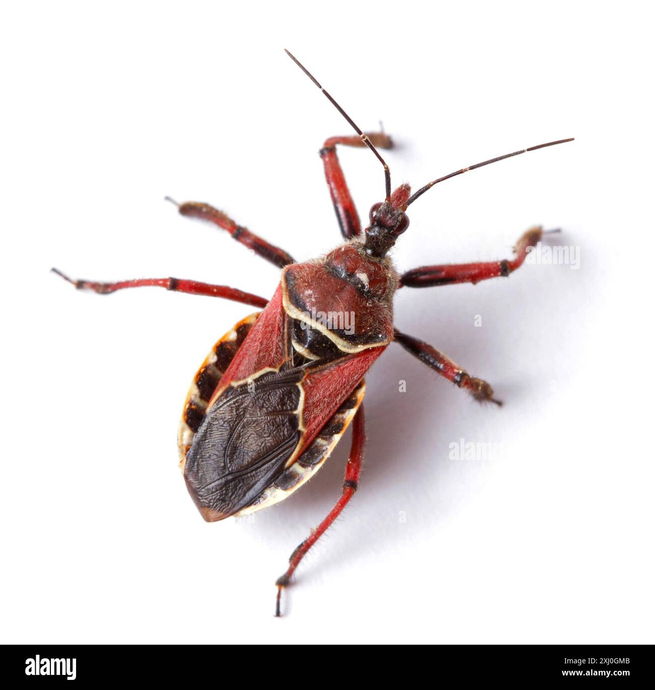 Plains Bee Assassin (Apiomerus spissipes) Insecta Stock Photo - Alamy