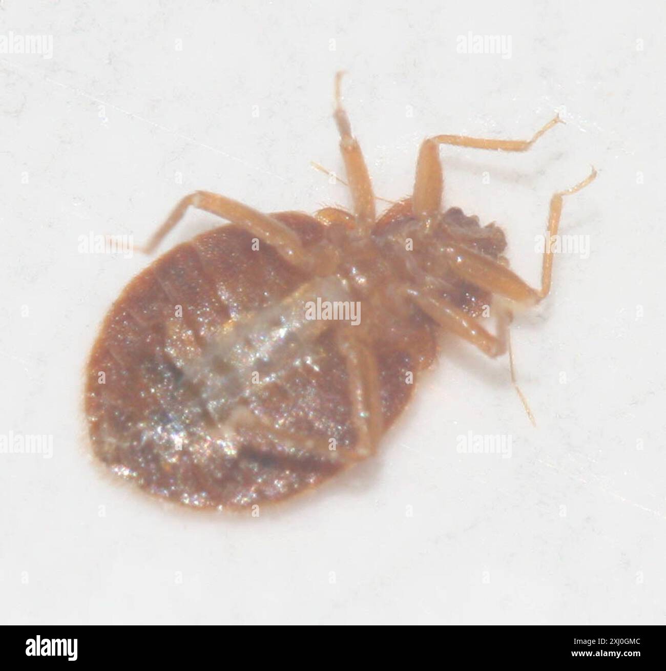 Common Bed Bug (Cimex lectularius) Insecta Stock Photo - Alamy