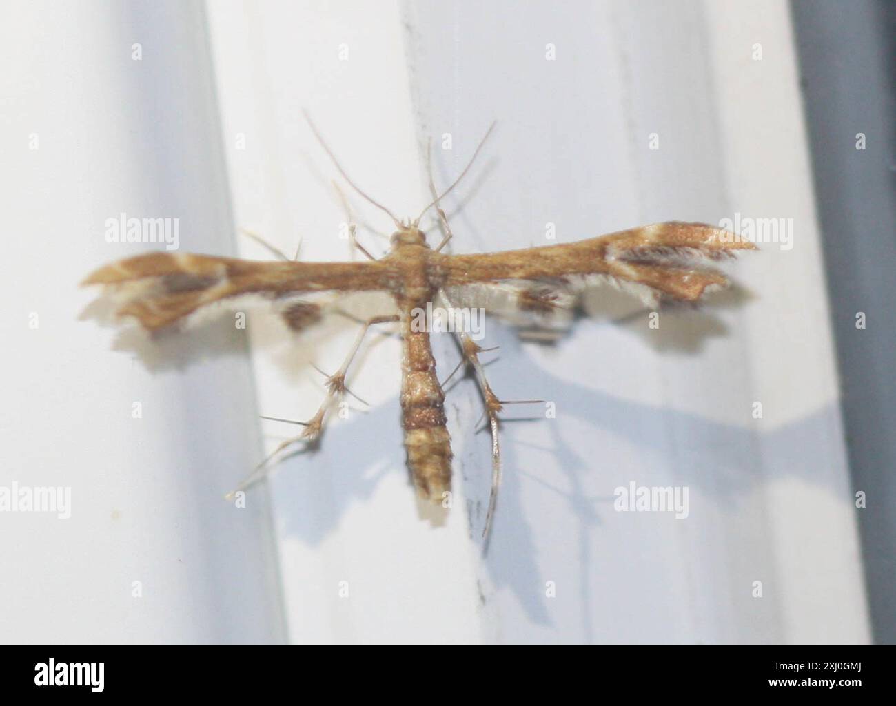 Grape and Sheppard's Plume Moths (Geina periscelidactylus) Insecta ...
