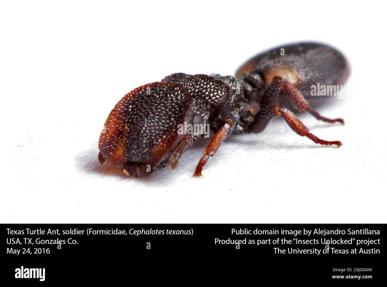 Texas Turtle Ant (Cephalotes texanus) Insecta Stock Photo - Alamy