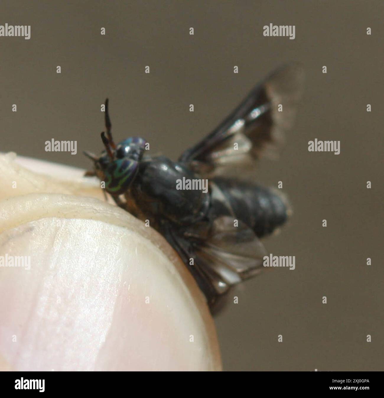 Deer Flies (Chrysops) Insecta Stock Photo - Alamy