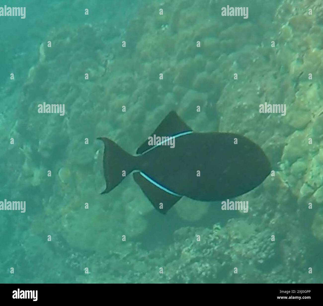 Black Triggerfish (Melichthys niger) Actinopterygii Stock Photo - Alamy