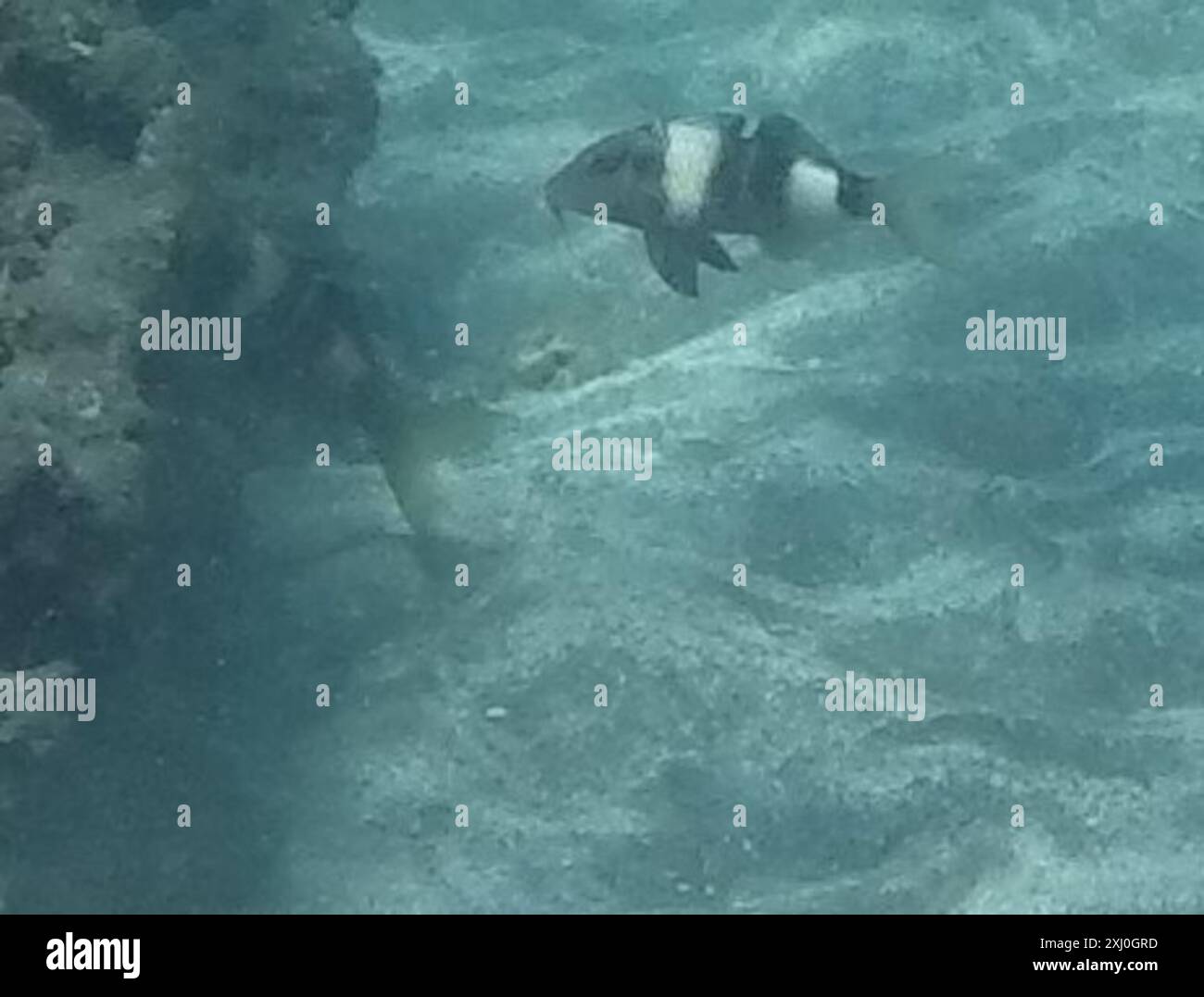 Manybar Goatfish (Parupeneus multifasciatus) Actinopterygii Stock Photo ...