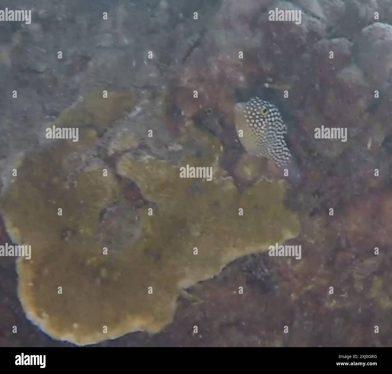 Hawaiian Spotted Toby (Canthigaster jactator) Actinopterygii Stock ...