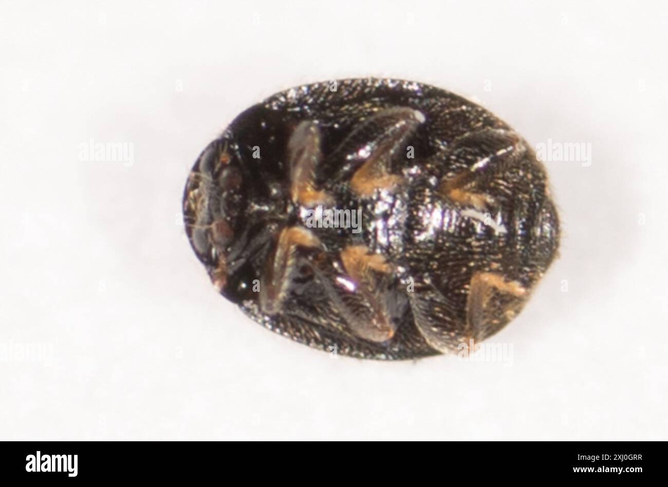 Spider Mite Destroyer (Stethorus punctum) Insecta Stock Photo - Alamy