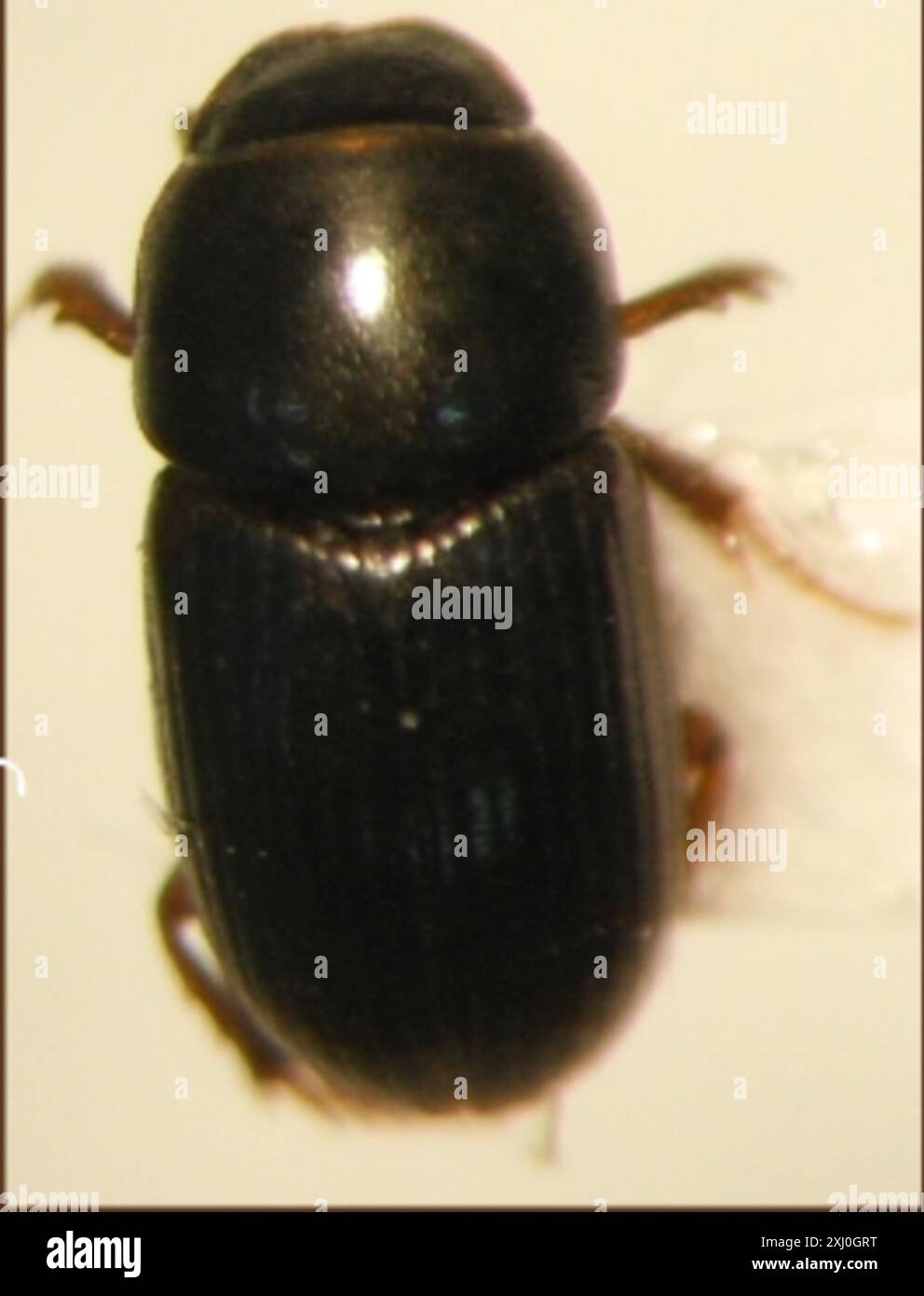 Small Dung Beetles (Aphodiinae) Insecta Stock Photo - Alamy