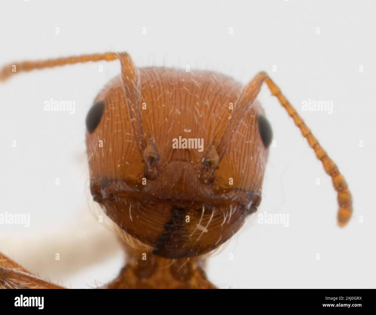 California Harvester Ant (Pogonomyrmex californicus) Insecta Stock ...