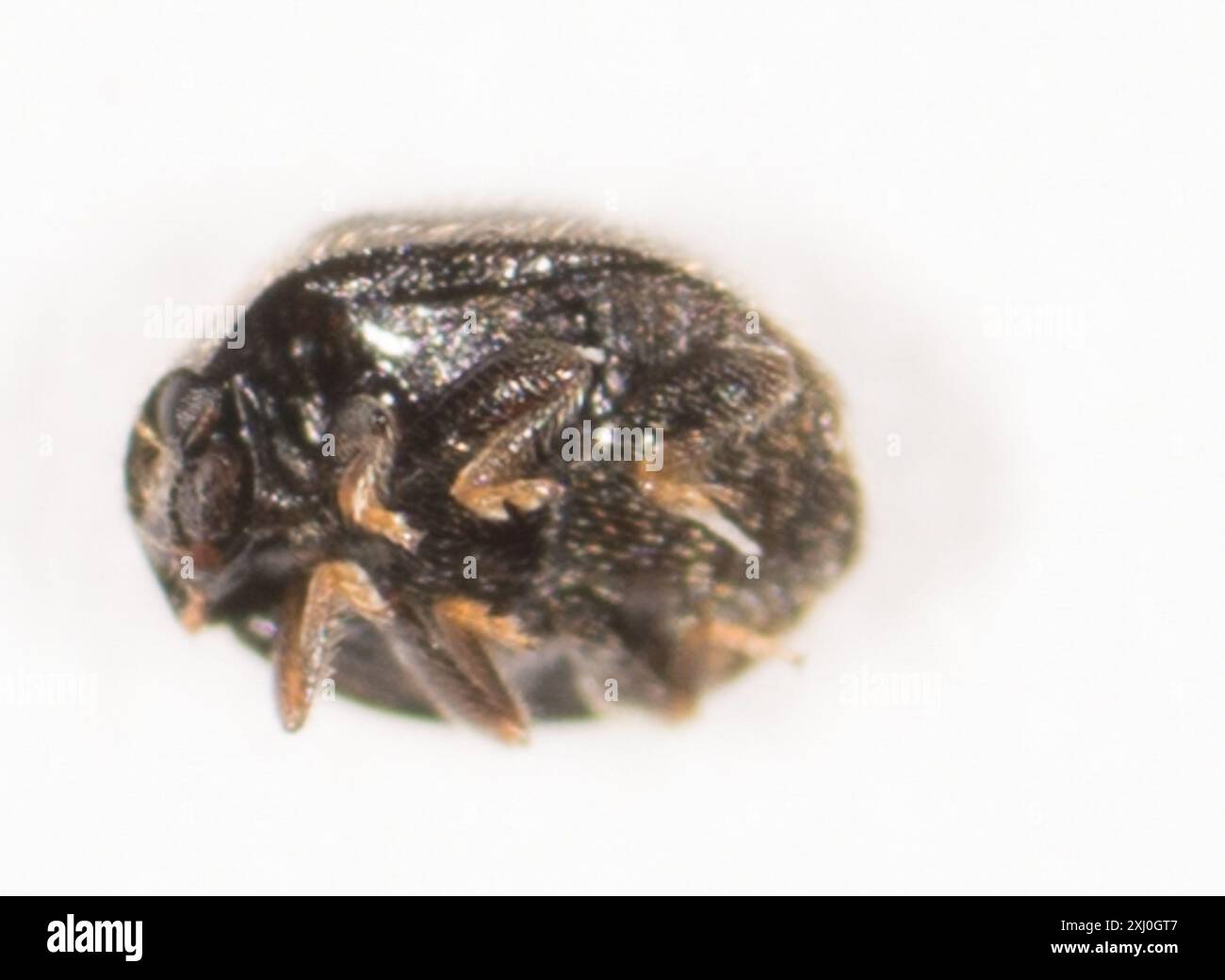 Spider Mite Destroyer (Stethorus punctum) Insecta Stock Photo - Alamy