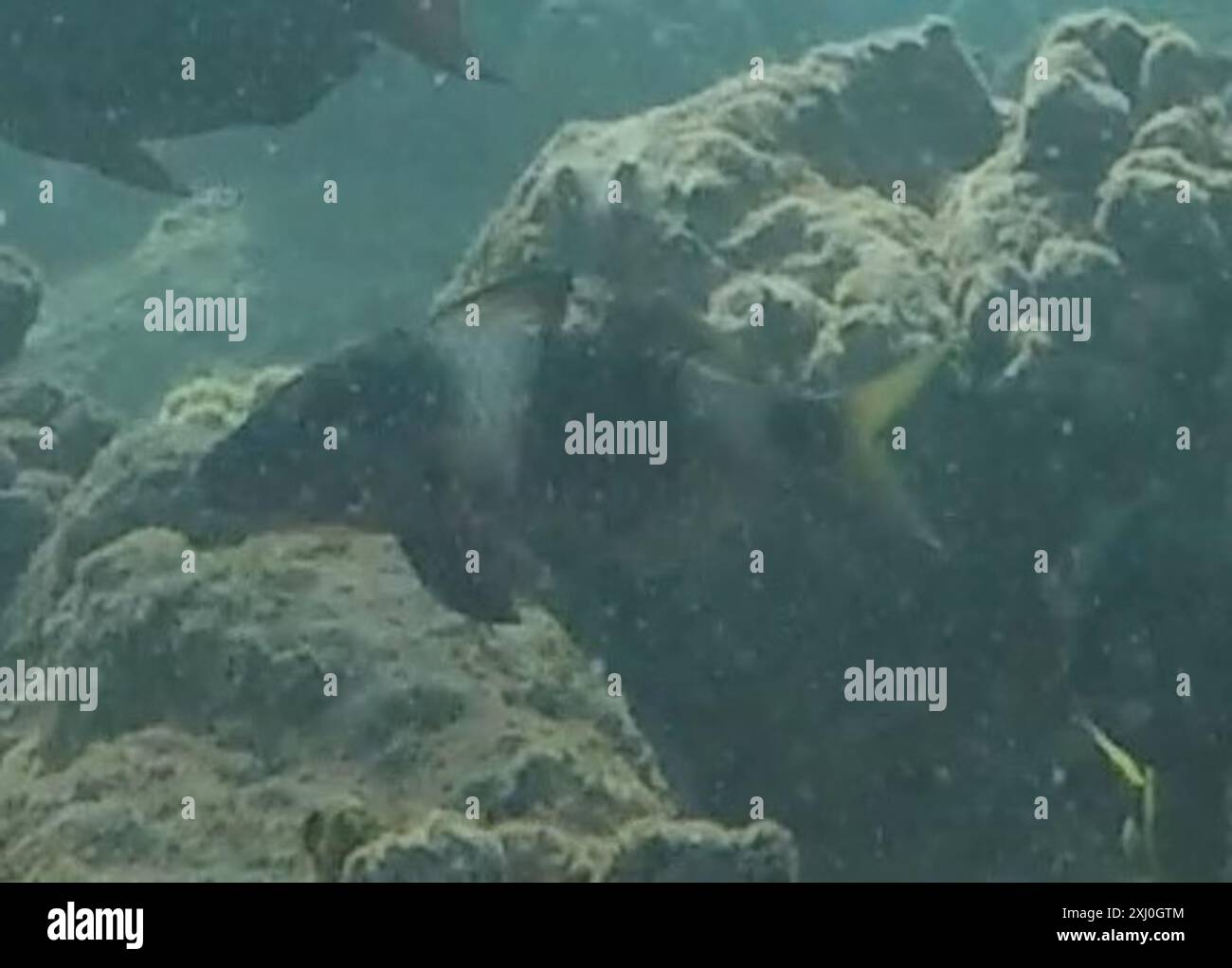 Manybar goatfish hi-res stock photography and images - Alamy