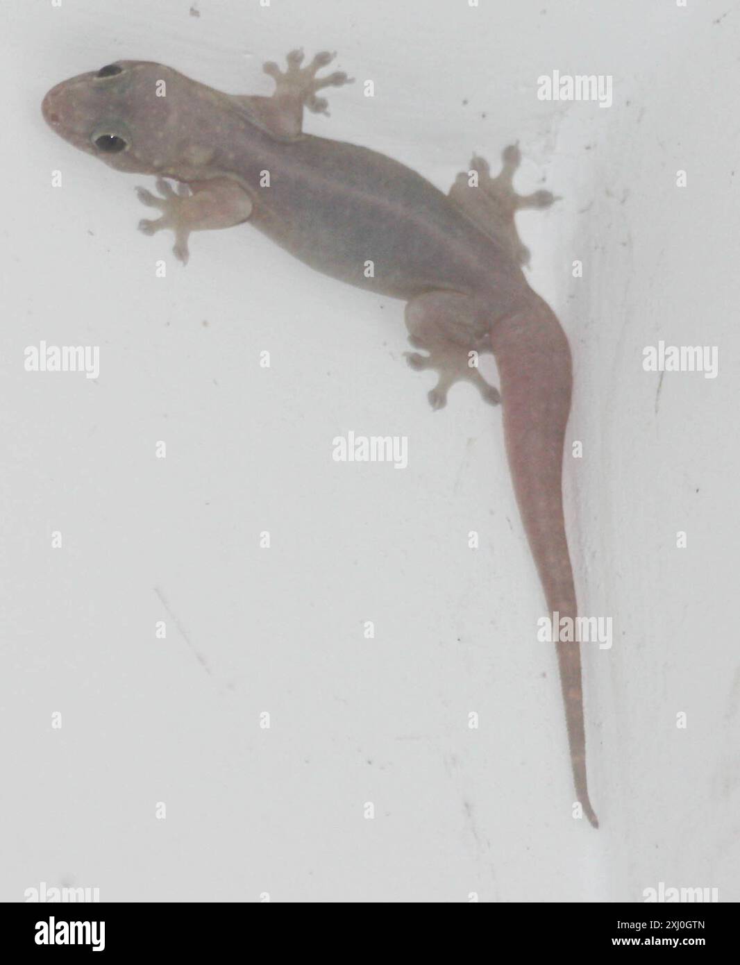 Four clawed gecko hi-res stock photography and images - Alamy