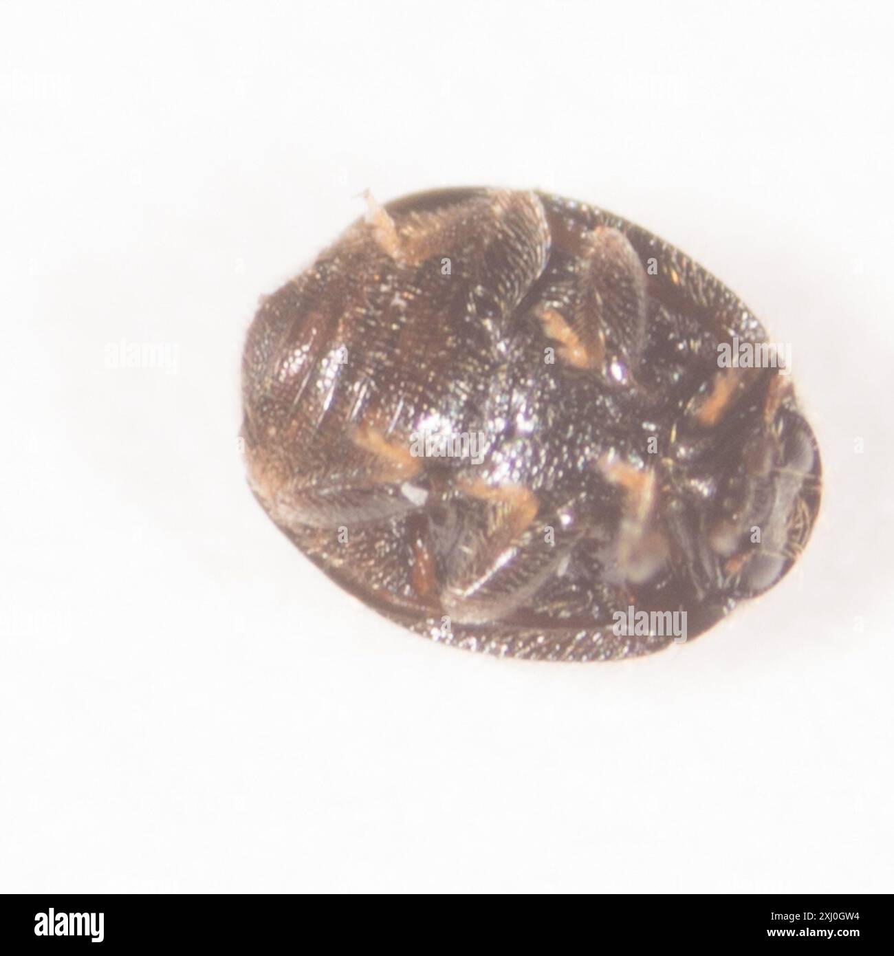 Spider Mite Destroyer (Stethorus punctum) Insecta Stock Photo - Alamy