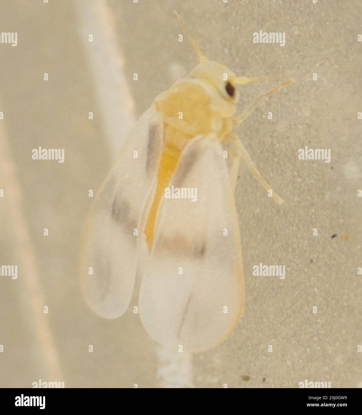 Whiteflies (Aleyrodidae) Insecta Stock Photo - Alamy