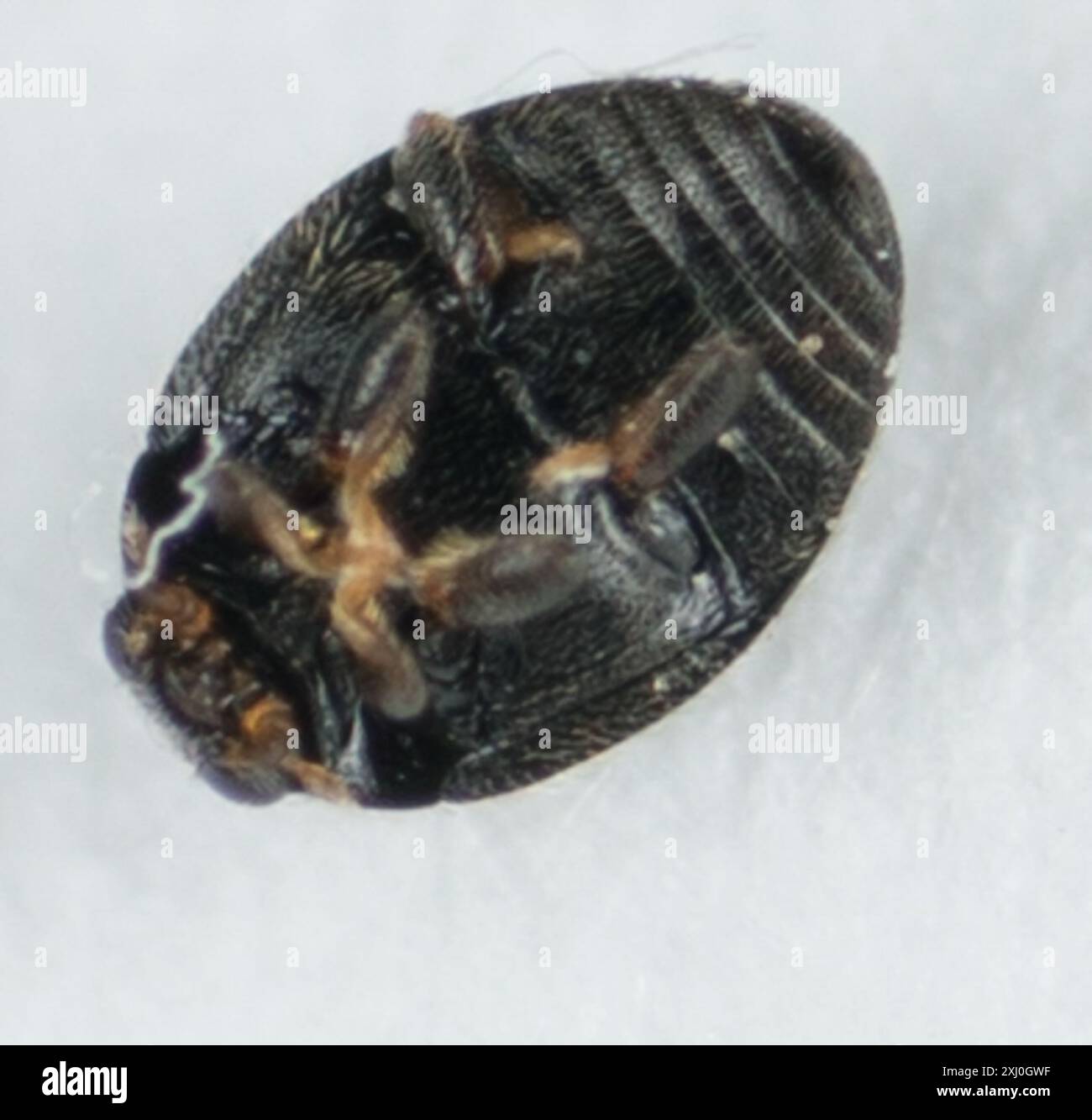 Spider Mite Destroyer (Stethorus punctum) Insecta Stock Photo - Alamy