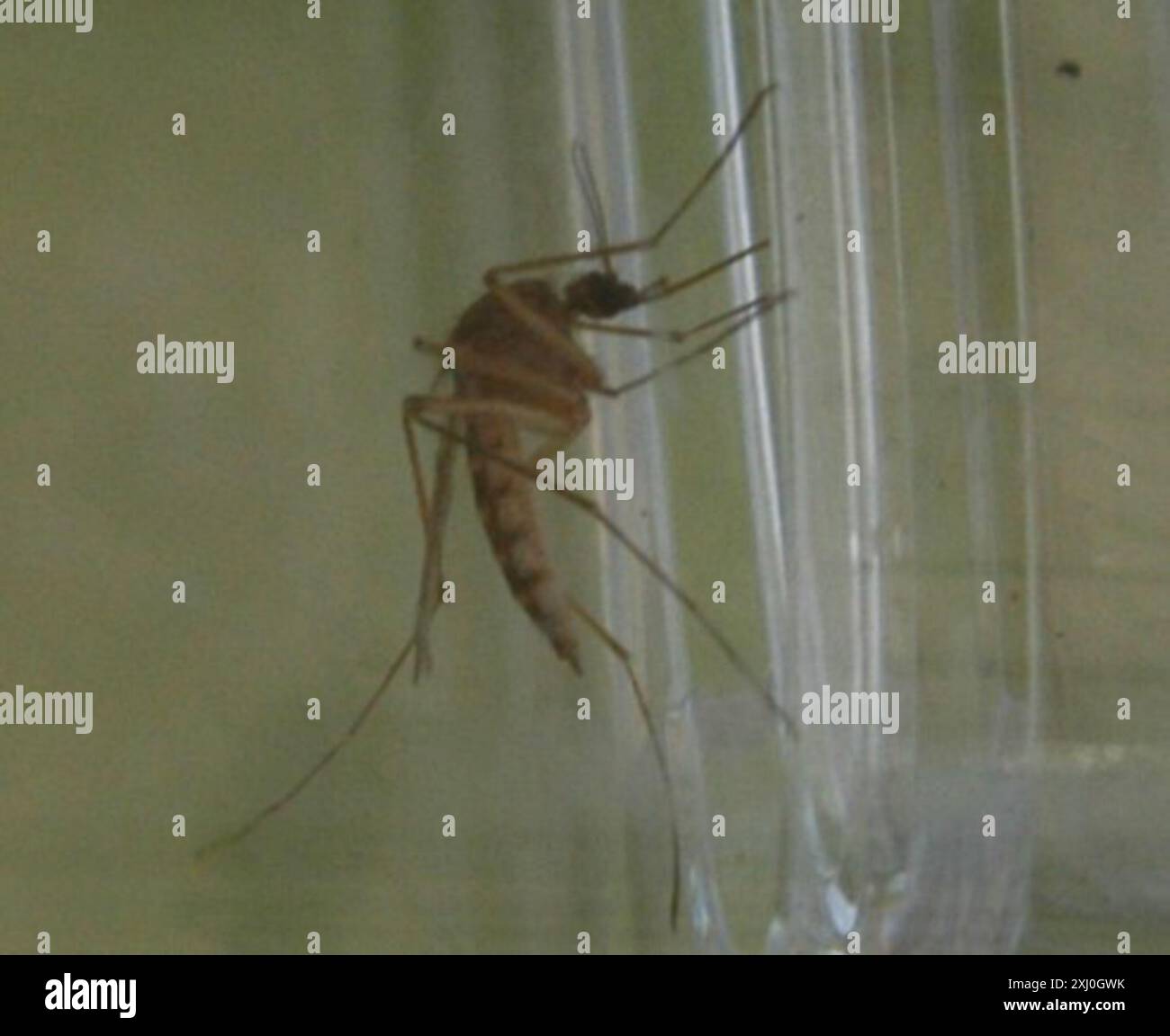 Inland Floodwater Mosquito (Aedes vexans) Insecta Stock Photo - Alamy