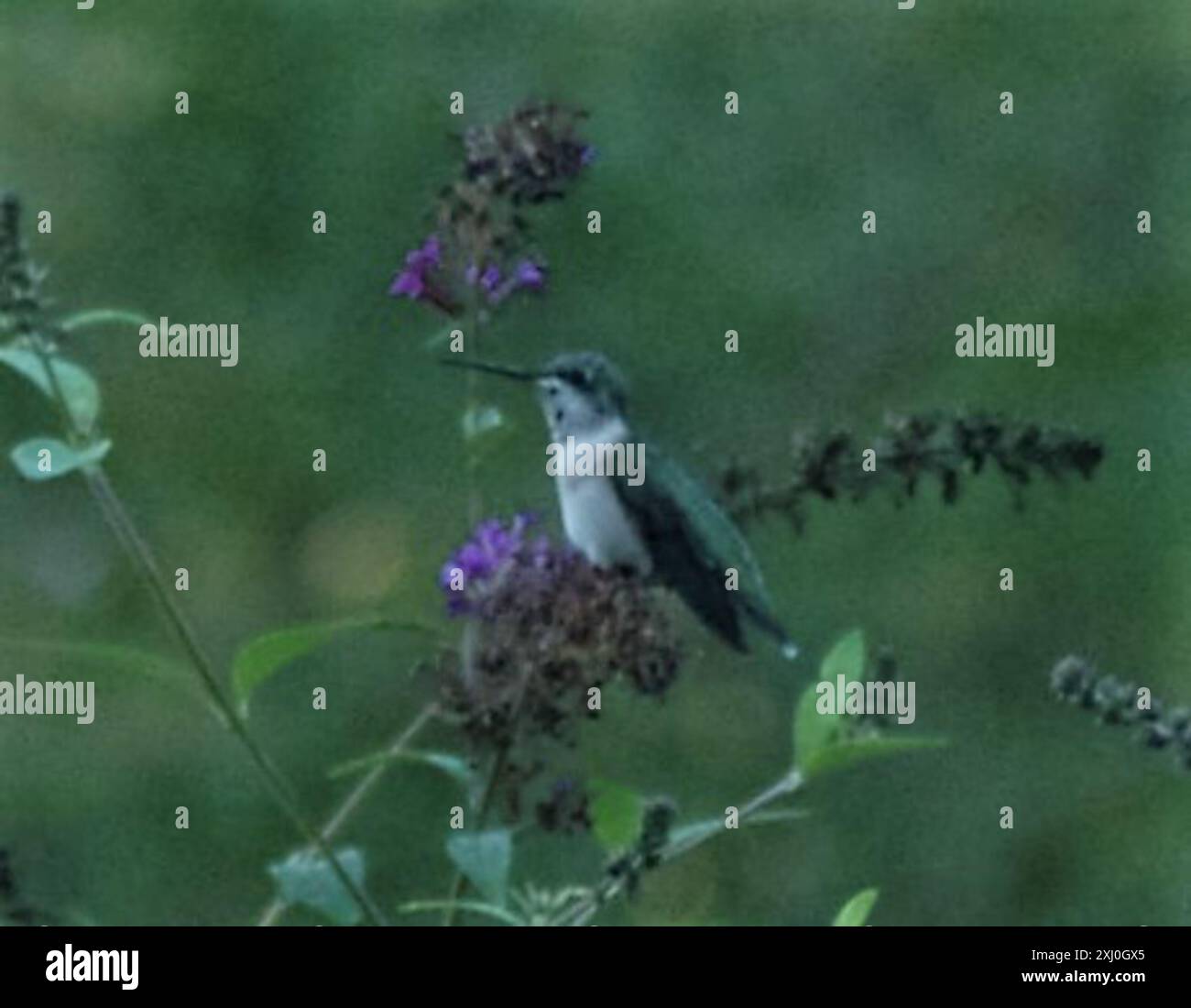 Ruby-throated Hummingbird (Archilochus colubris) Aves Stock Photo - Alamy