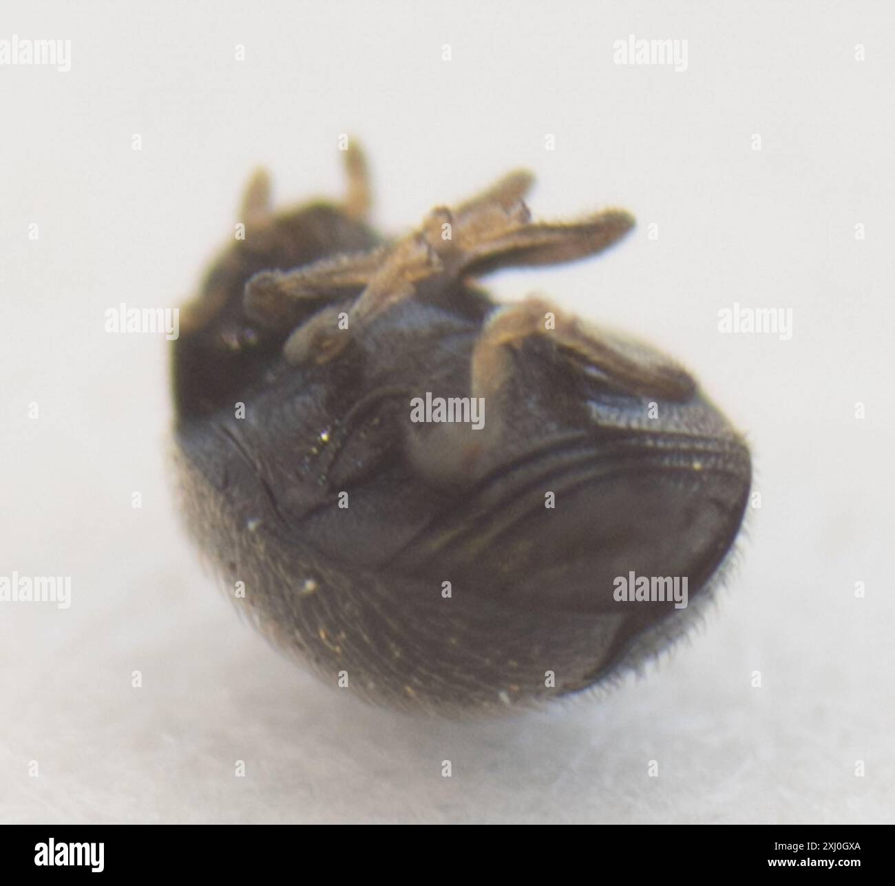 Spider Mite Destroyer (Stethorus punctum) Insecta Stock Photo - Alamy