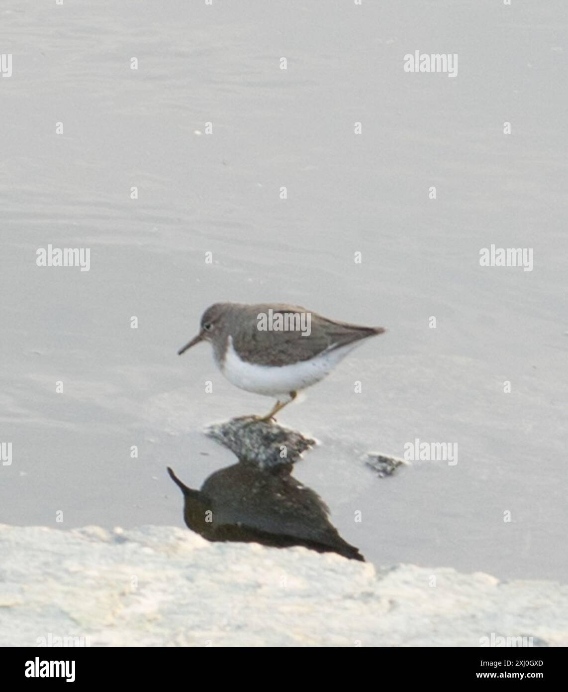 Spotted Sandpiper (Actitis macularius) Aves Stock Photo - Alamy