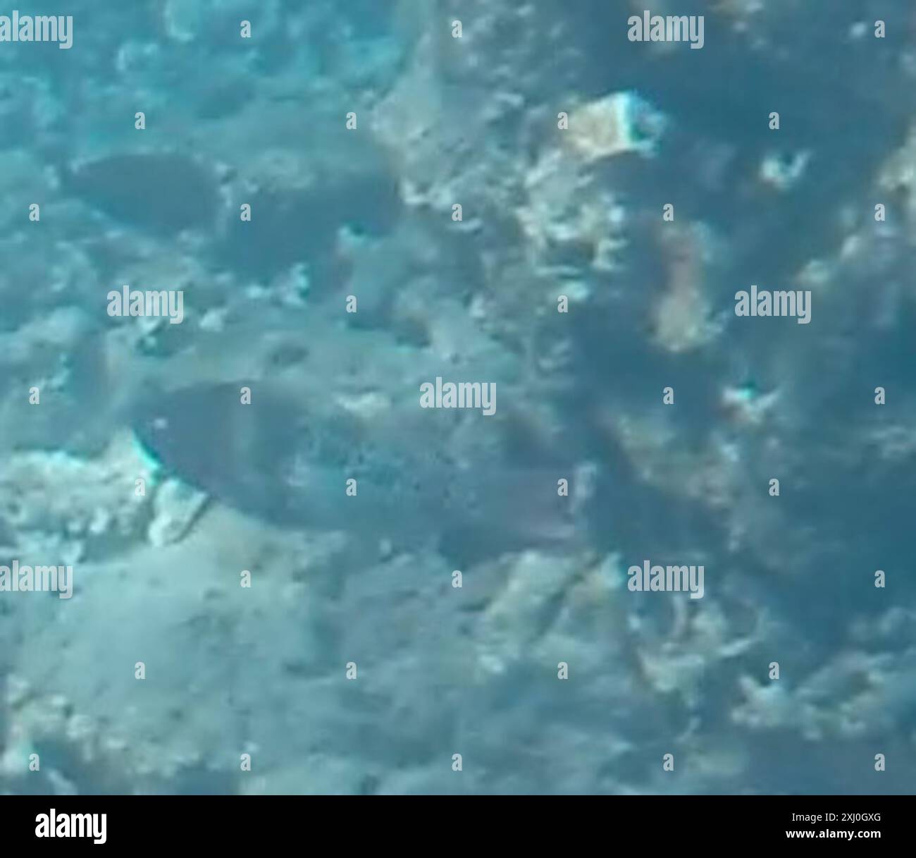 Parrotfishes (Scarini) Actinopterygii Stock Photo - Alamy