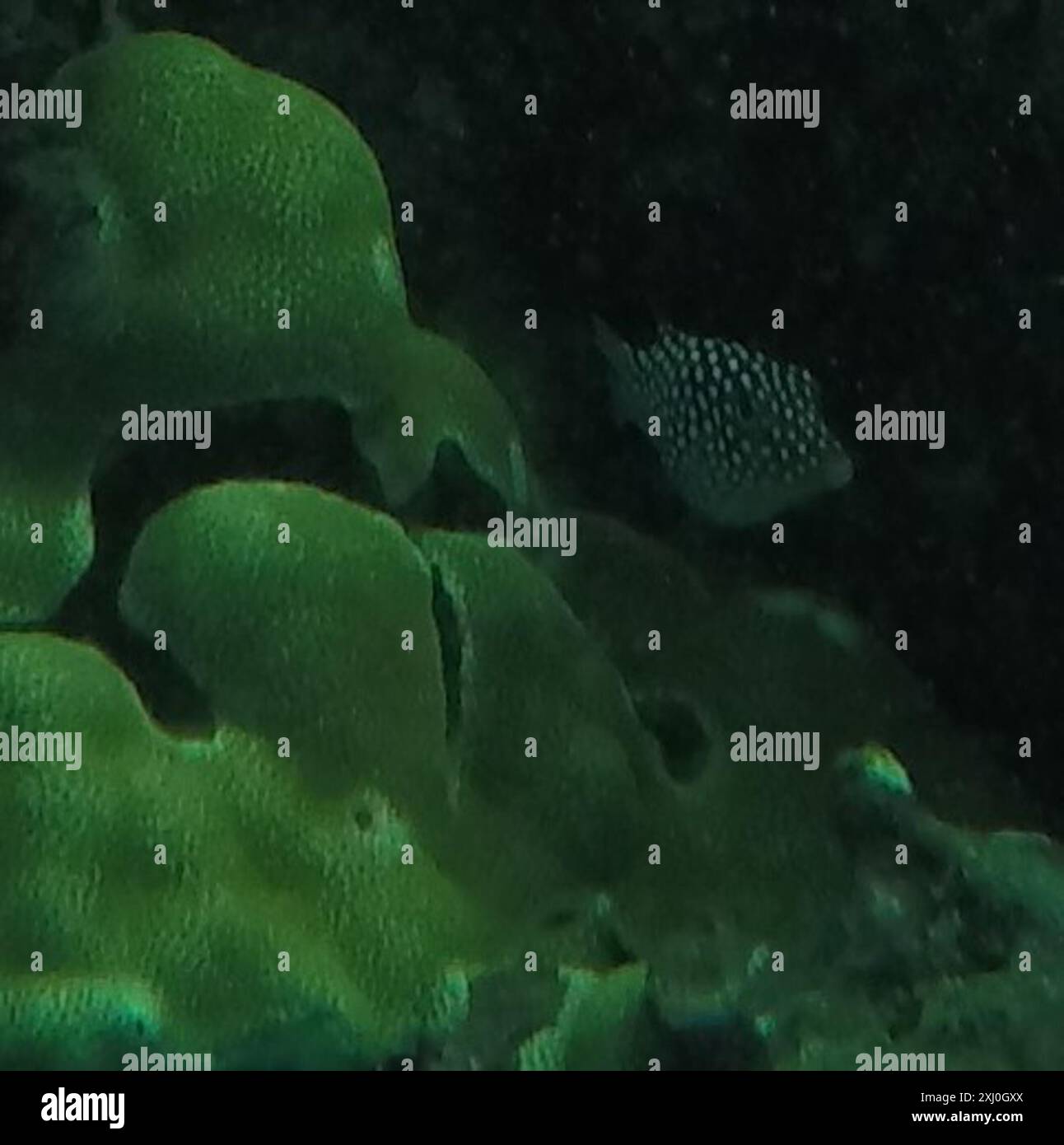 Hawaiian Spotted Toby (Canthigaster jactator) Actinopterygii Stock ...