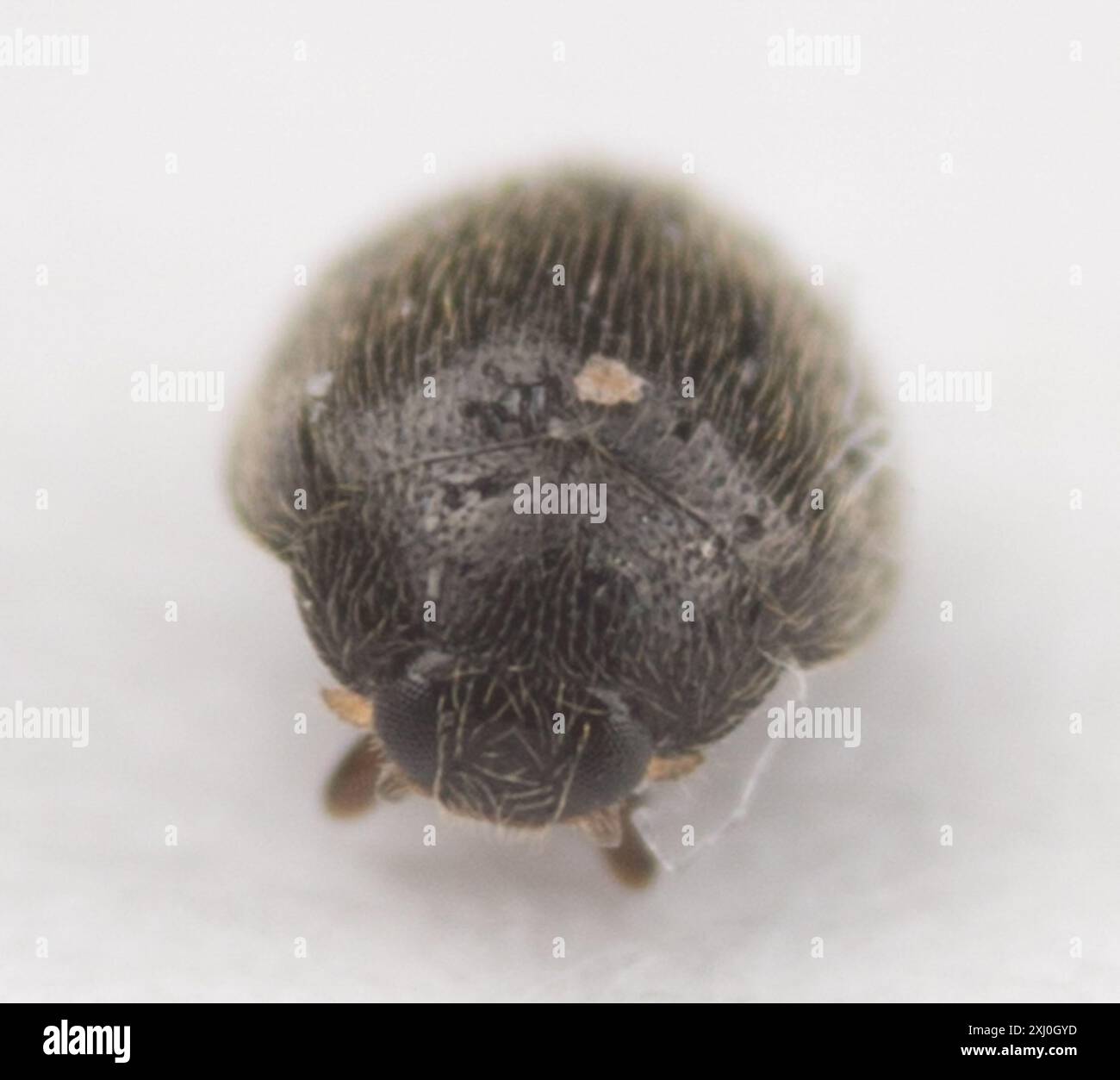 Spider Mite Destroyer (Stethorus punctum) Insecta Stock Photo - Alamy