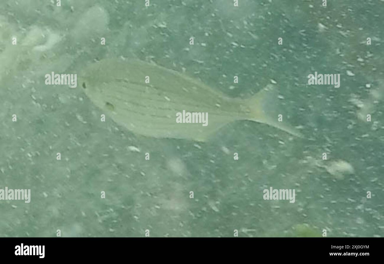 Salema Porgy (Sarpa salpa) Actinopterygii Stock Photo - Alamy