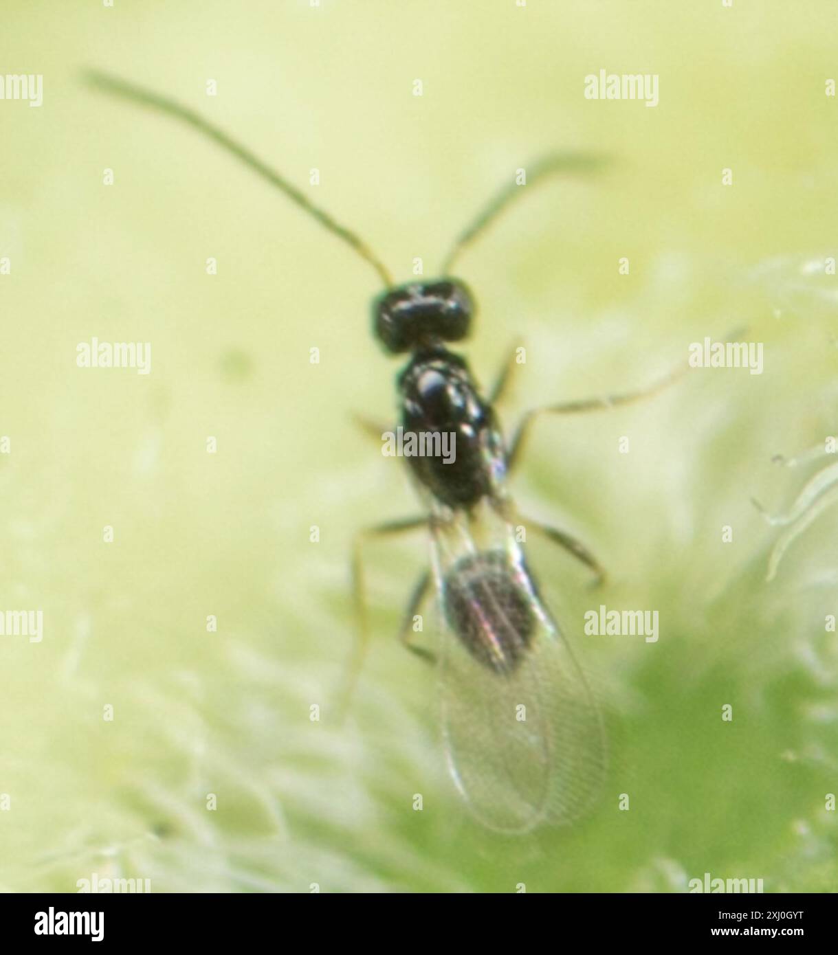 Fairy Wasps (Mymaridae) Insecta Stock Photo - Alamy