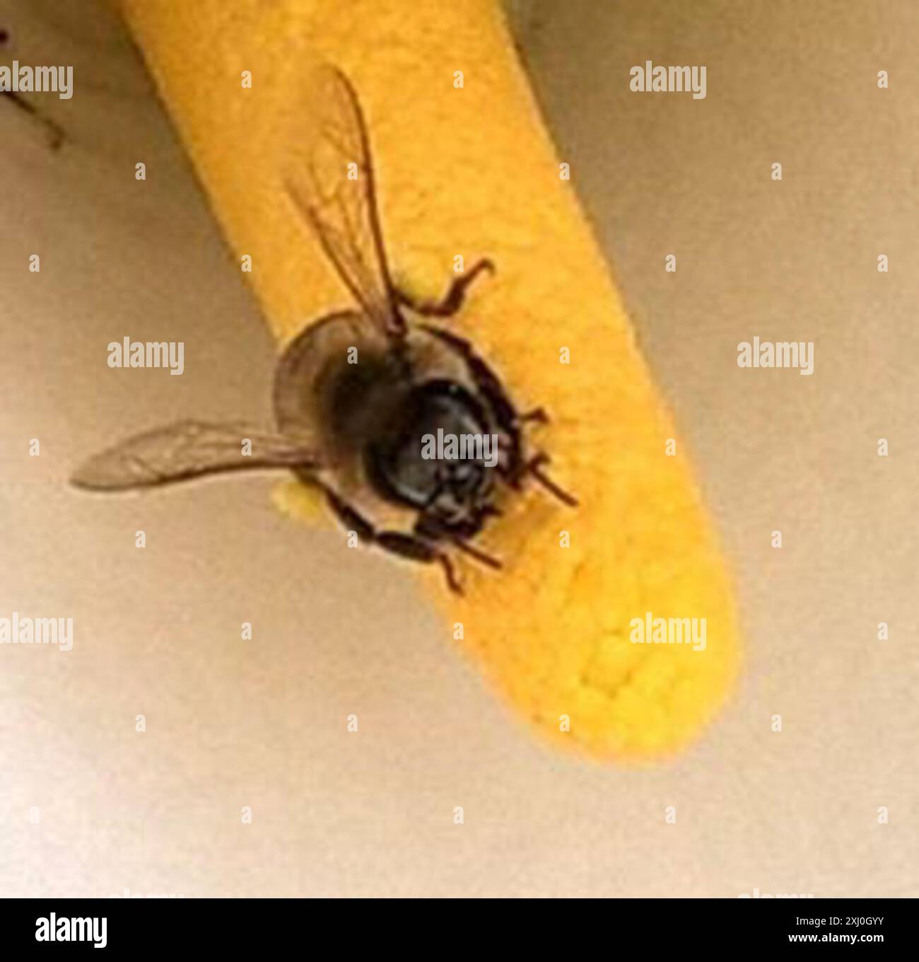 Cape Honey Bee (Apis mellifera capensis) Insecta Stock Photo - Alamy