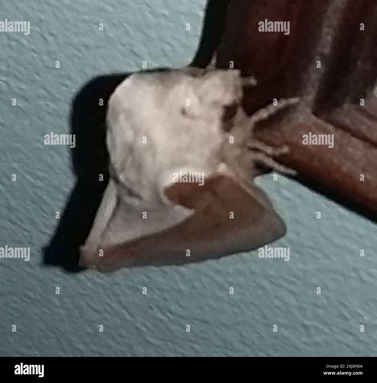 Pigsnout Moth (Stoermeriana aculeata) Insecta Stock Photo - Alamy