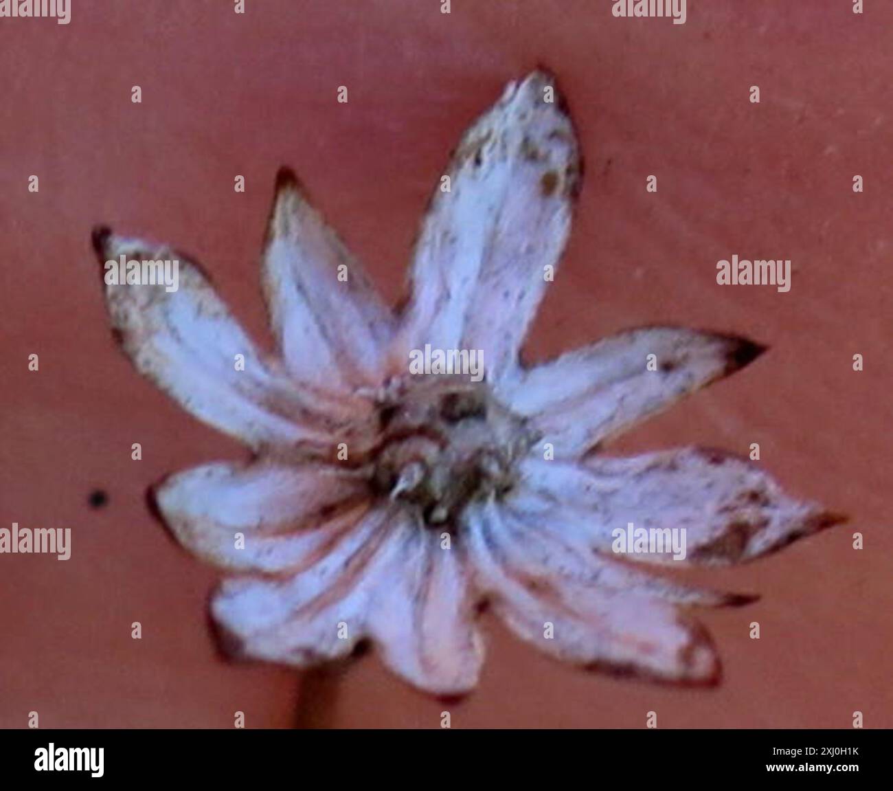 Inbristly Ministar (Alepidea delicatula) Plantae Stock Photo - Alamy