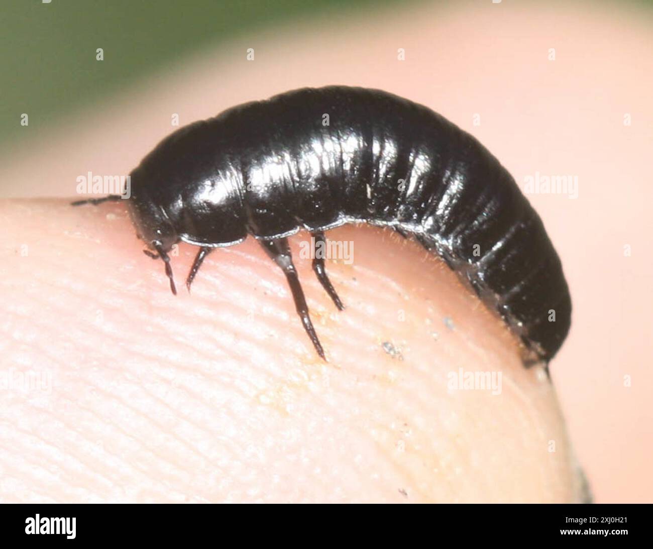 Beetles (Coleoptera) Insecta Stock Photo - Alamy