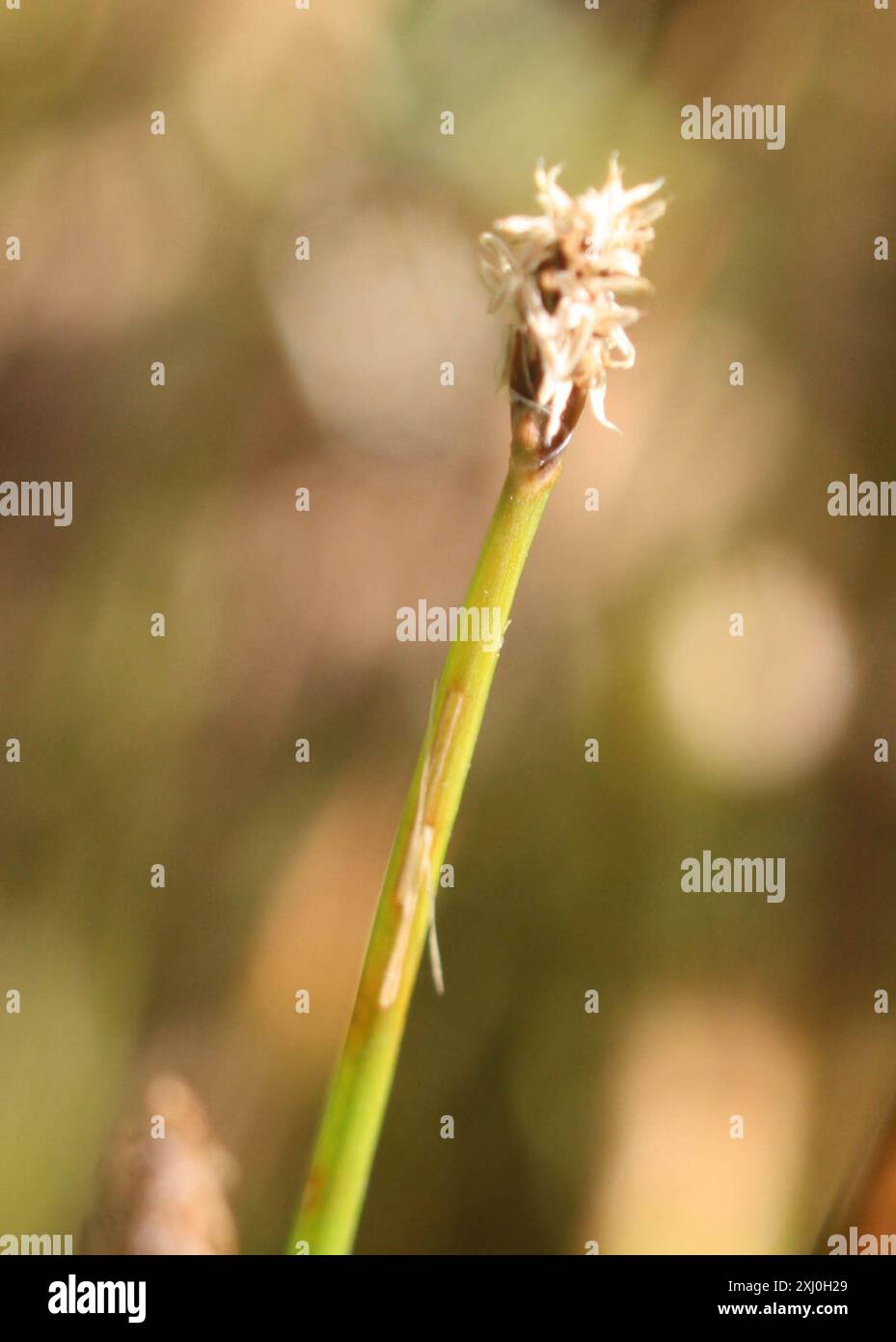 spikerushes (Eleocharis) Plantae Stock Photo - Alamy