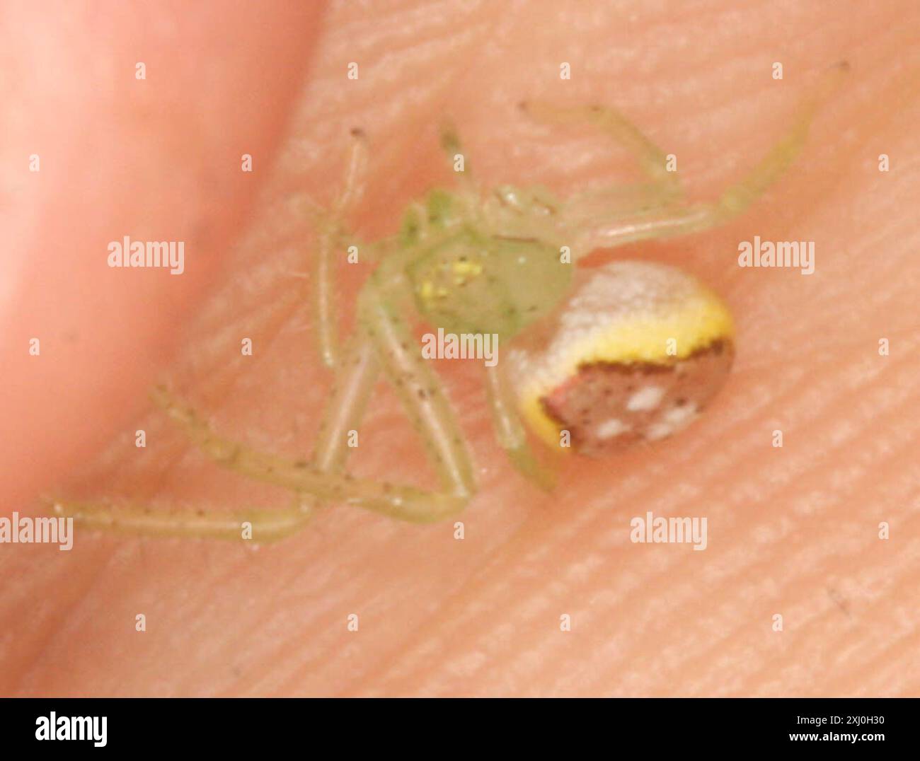 Crab Spiders (Thomisidae) Arachnida Stock Photo - Alamy