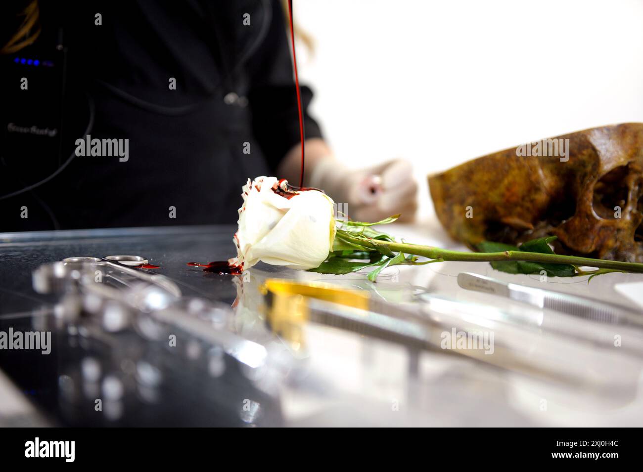 Young woman learning to operate on a flower on a rose using a scalpel ...