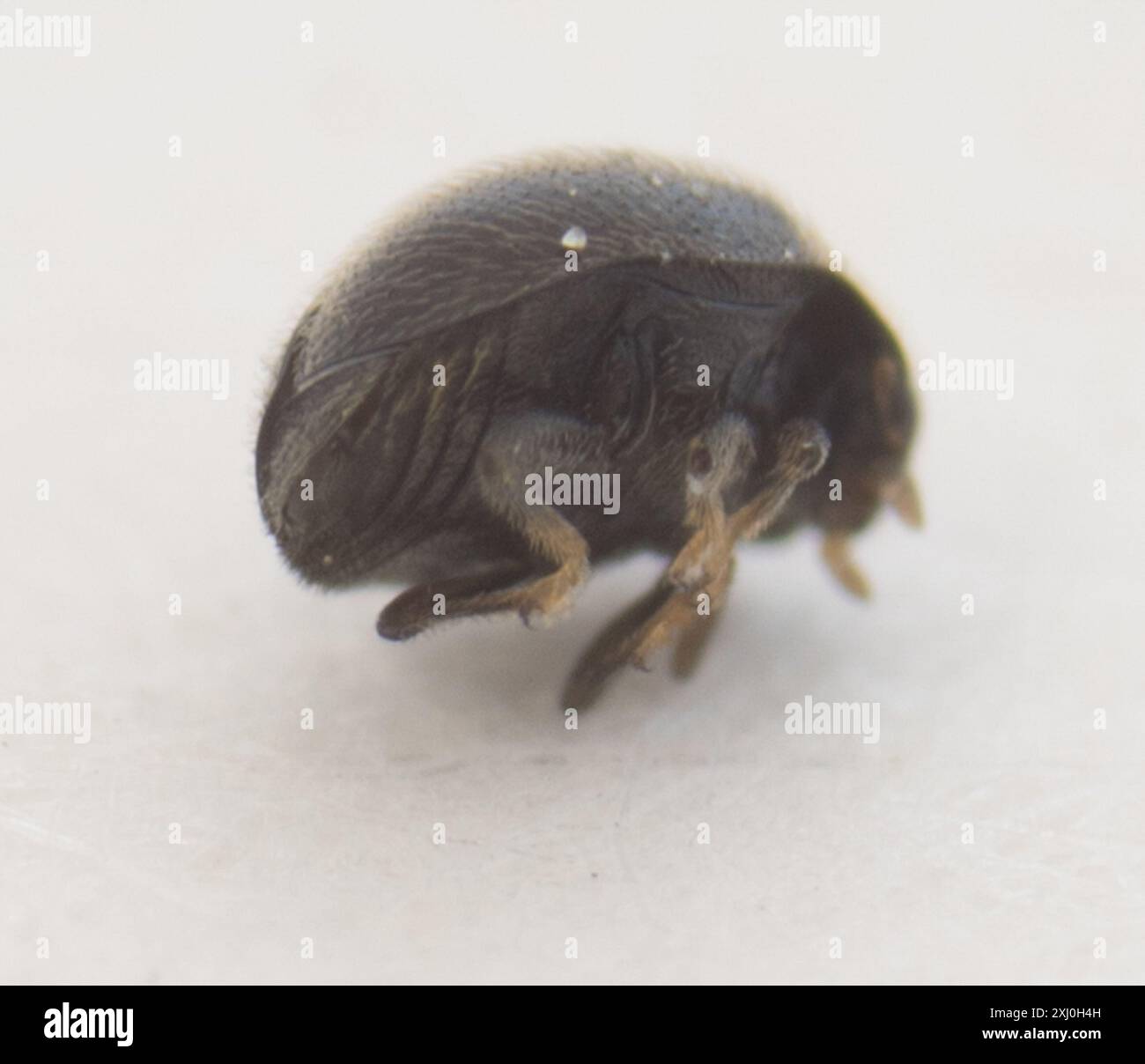Spider Mite Destroyer (Stethorus punctum) Insecta Stock Photo - Alamy