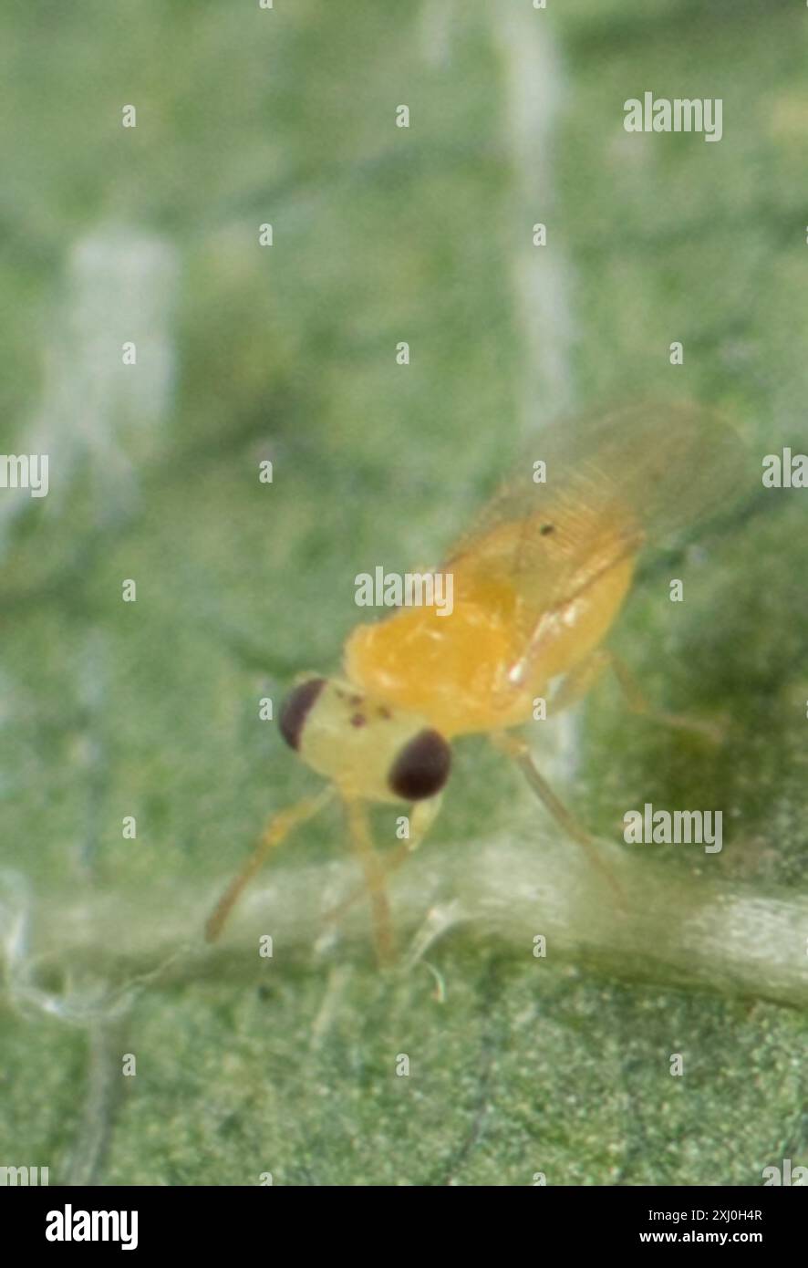 Encarsia hi-res stock photography and images - Alamy