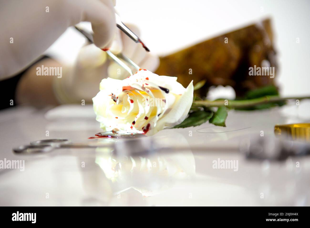 Young woman learning to operate on a flower on a rose using a scalpel ...