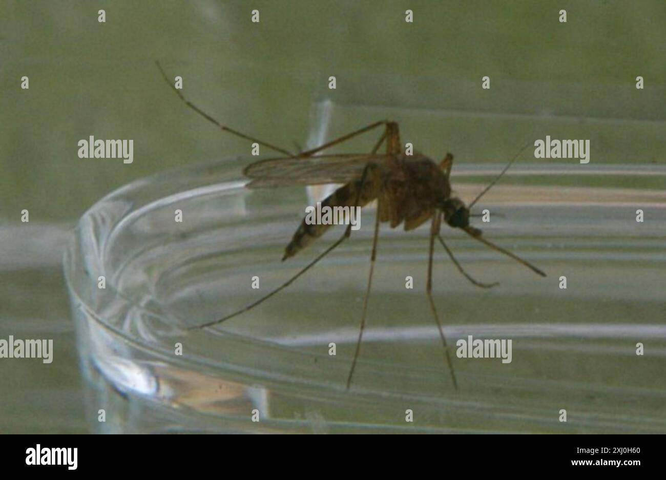 Inland Floodwater Mosquito (Aedes vexans) Insecta Stock Photo - Alamy