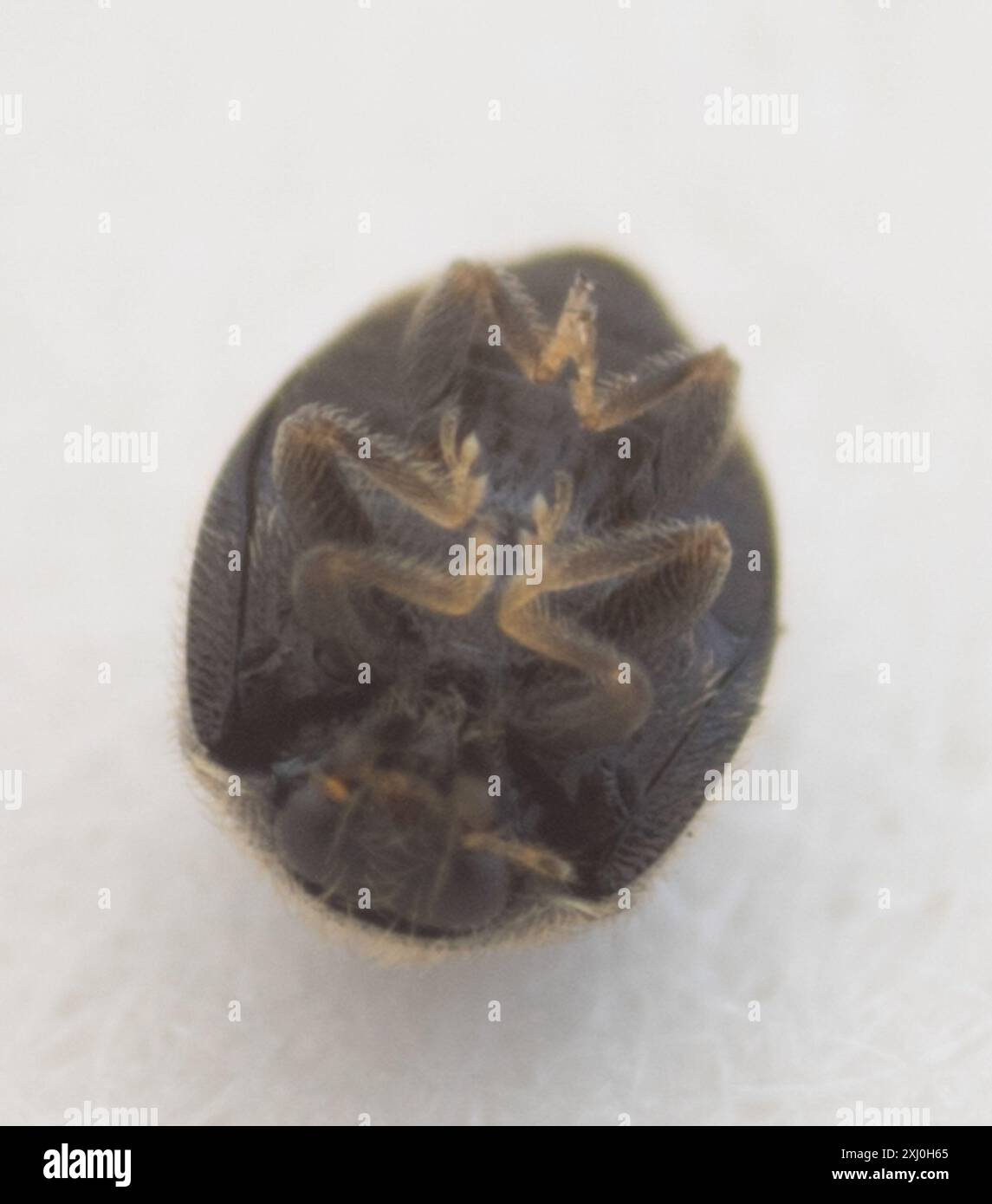 Spider Mite Destroyer (Stethorus punctum) Insecta Stock Photo - Alamy