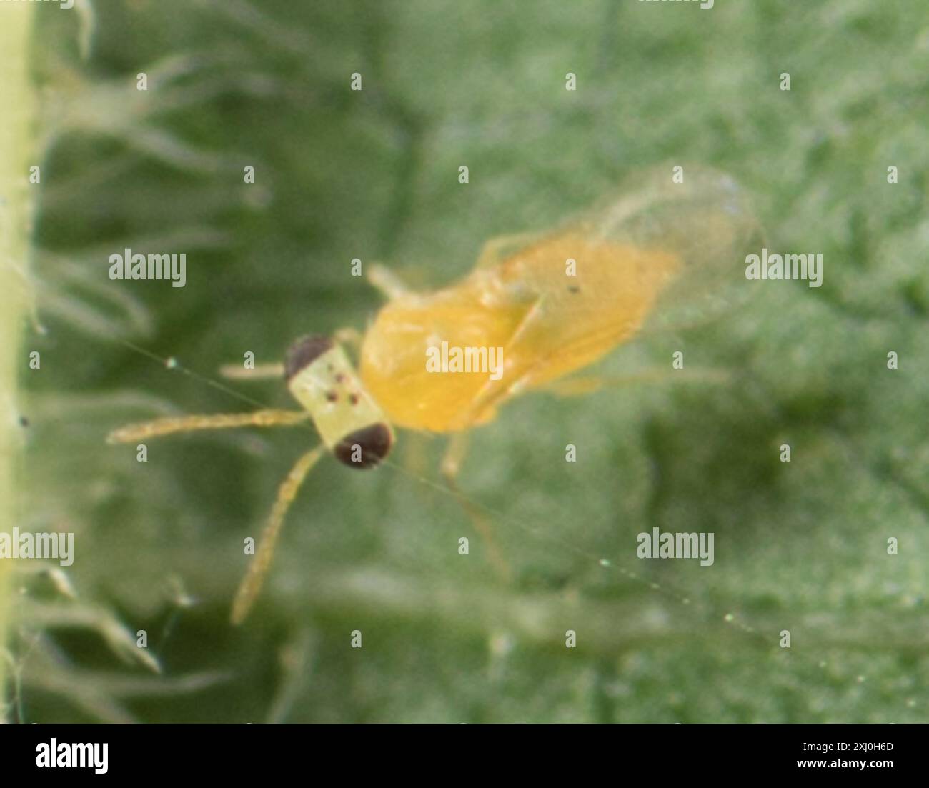 Encarsia hi-res stock photography and images - Alamy