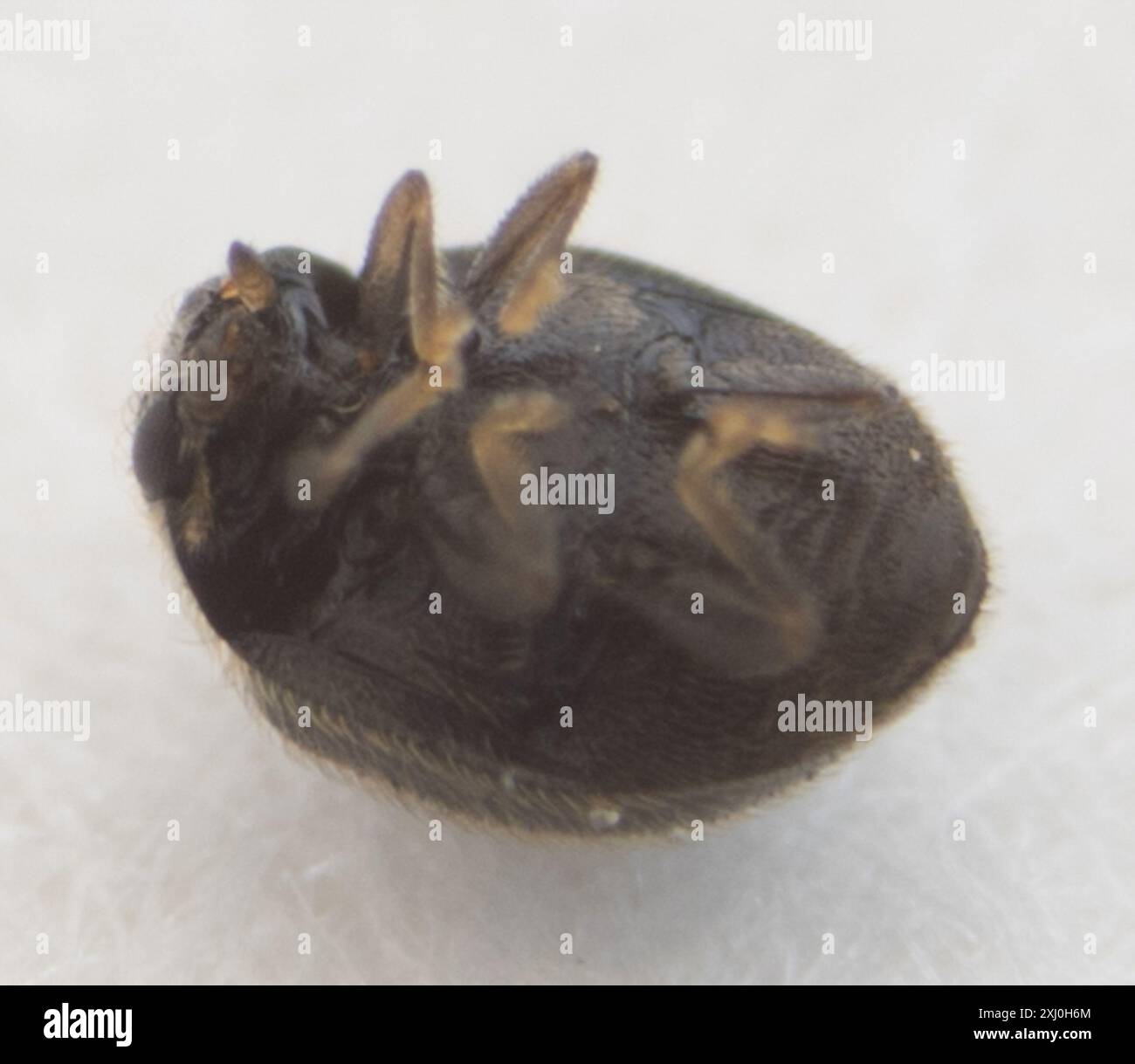 Spider Mite Destroyer (Stethorus punctum) Insecta Stock Photo - Alamy