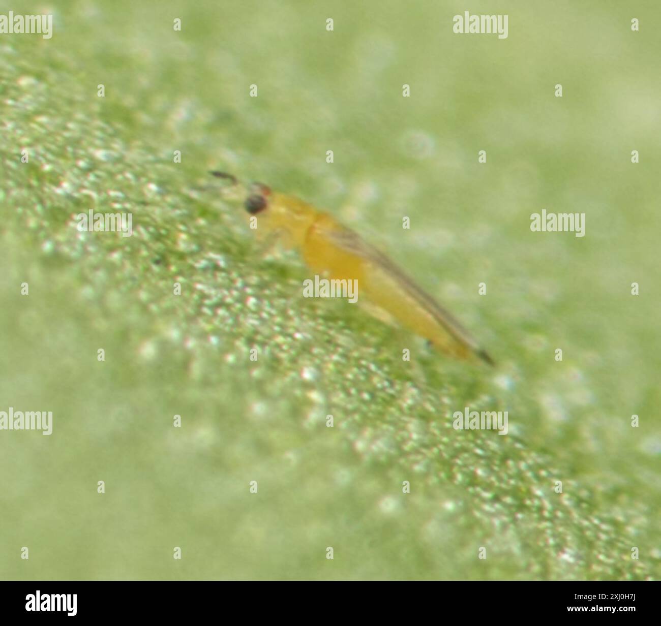 Chilli Thrips (Scirtothrips dorsalis) Insecta Stock Photo - Alamy