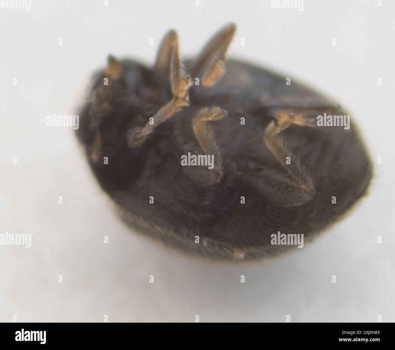 Spider Mite Destroyer (Stethorus punctum) Insecta Stock Photo - Alamy