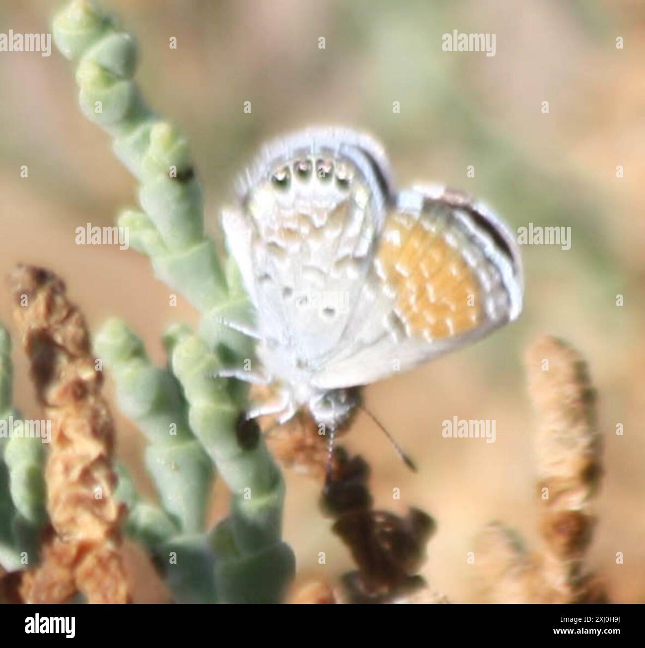 Western Pygmy-Blue (Brephidium exilis) Insecta Stock Photo - Alamy