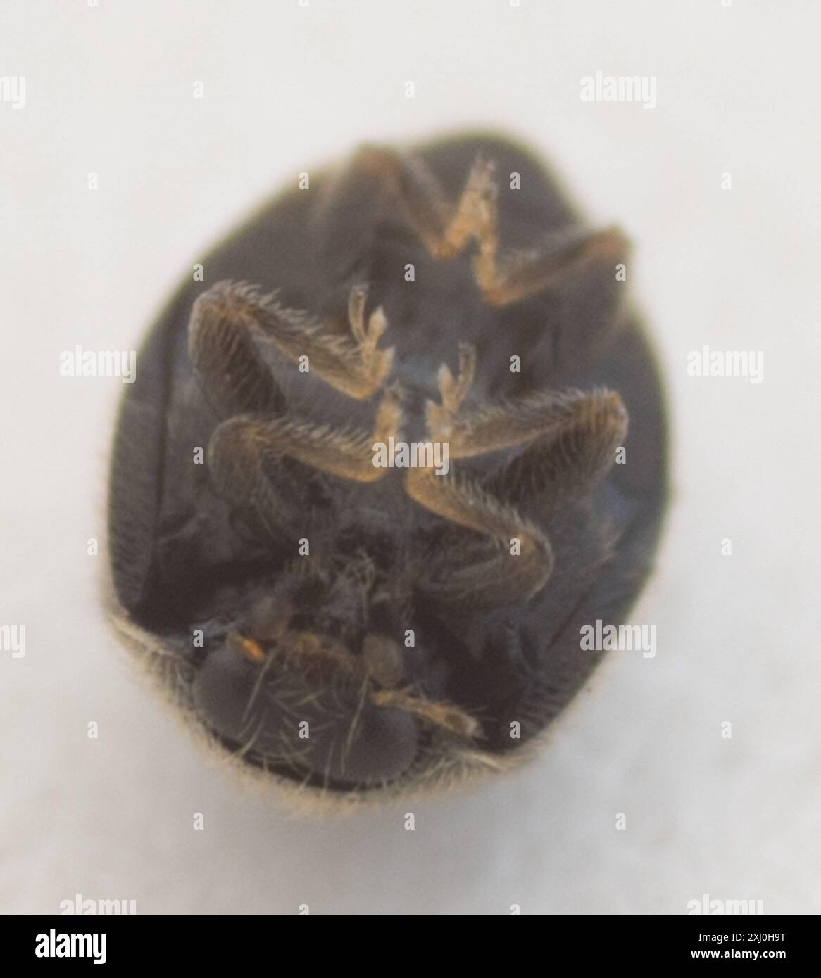 Spider Mite Destroyer (Stethorus punctum) Insecta Stock Photo - Alamy