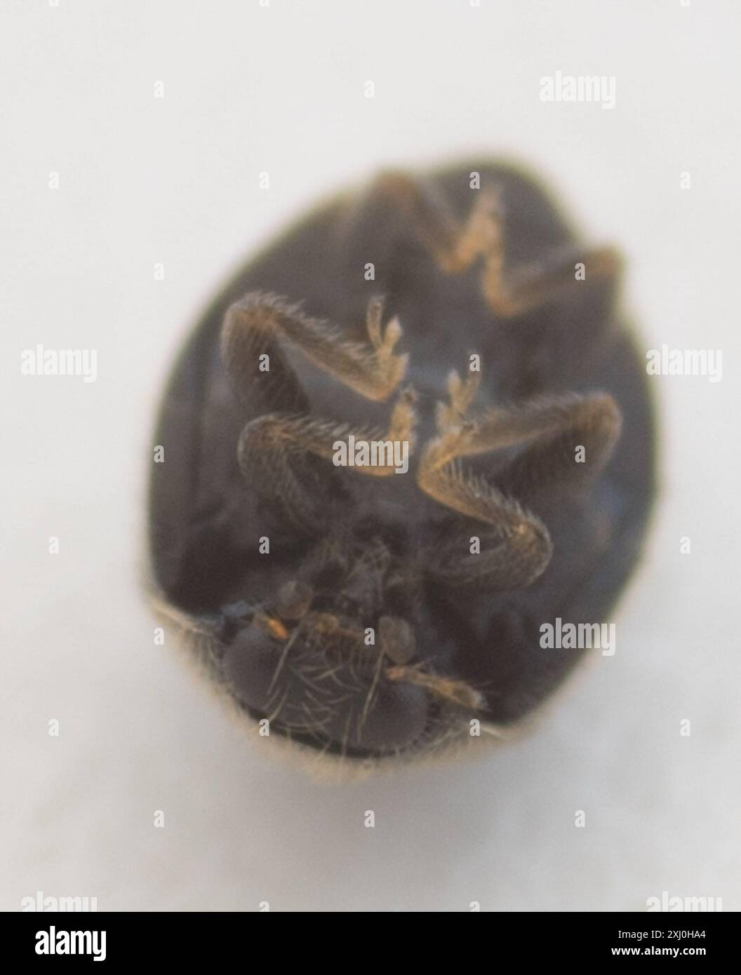 Spider Mite Destroyer (Stethorus punctum) Insecta Stock Photo - Alamy