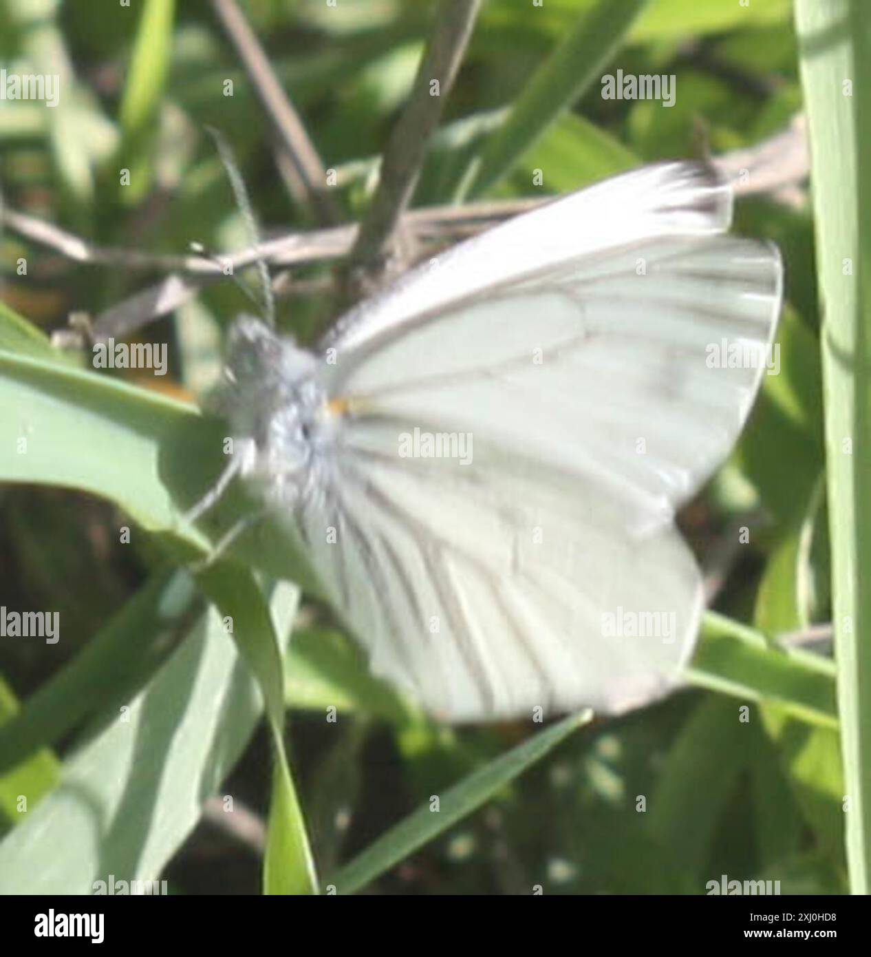 Margined White (Pieris marginalis) Insecta Stock Photo - Alamy