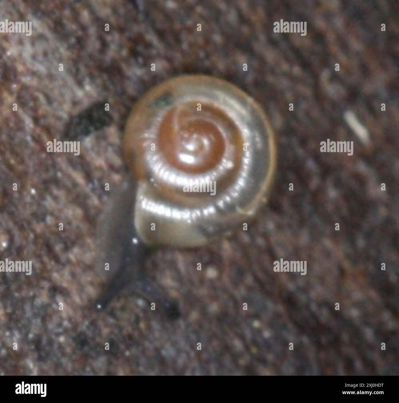 Common Land Snails and Slugs (Stylommatophora) Mollusca Stock Photo - Alamy