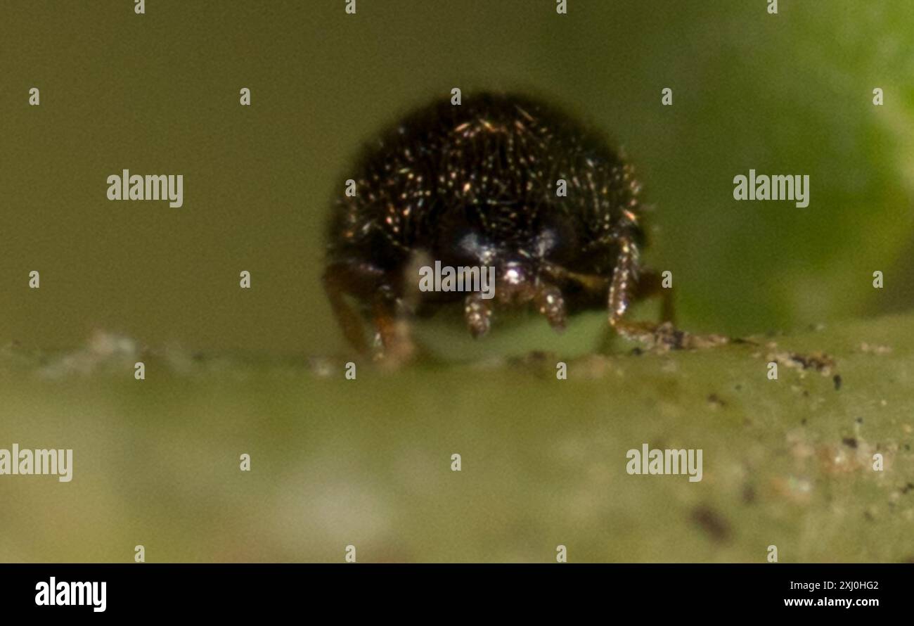 Stethorus hi-res stock photography and images - Alamy