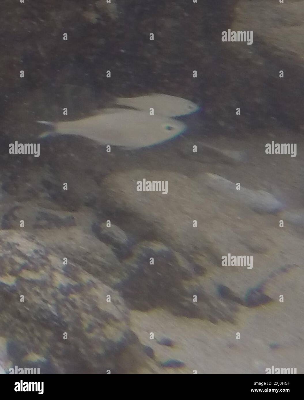 Hawaiian Flagtail (Kuhlia xenura) Actinopterygii Stock Photo - Alamy