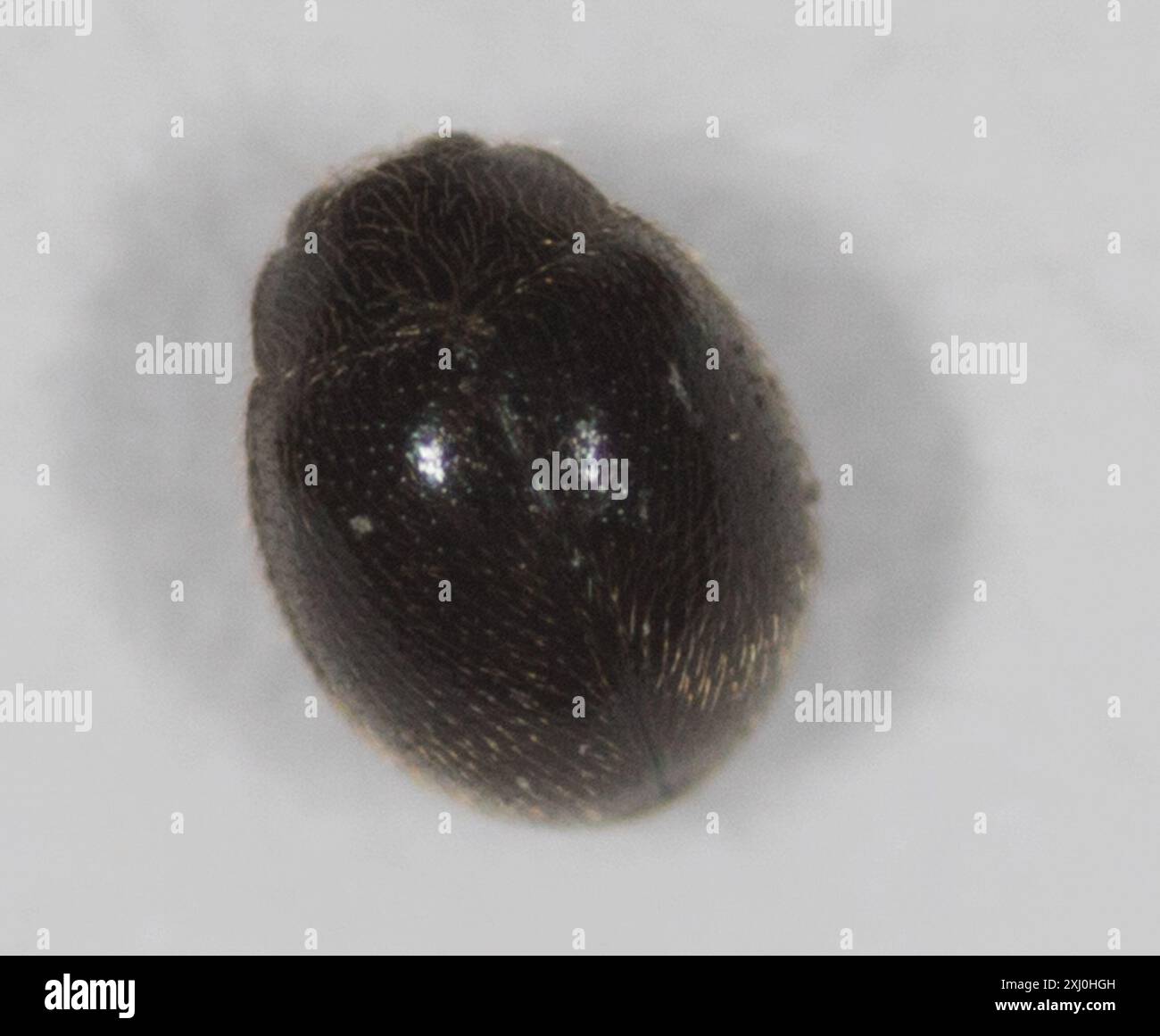 Spider Mite Destroyer (Stethorus punctum) Insecta Stock Photo - Alamy